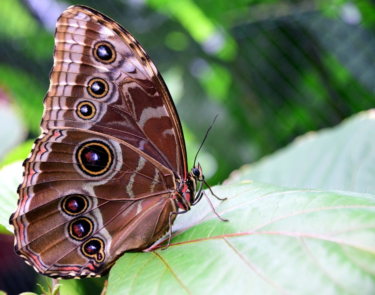 El Morpho, mariposa azul - Morpho Evasions Costa Rica