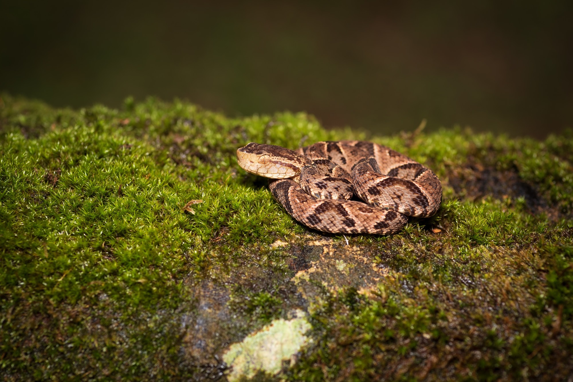 Le serpent fer de lance au Costa Rica, un serpent pas comme les autres