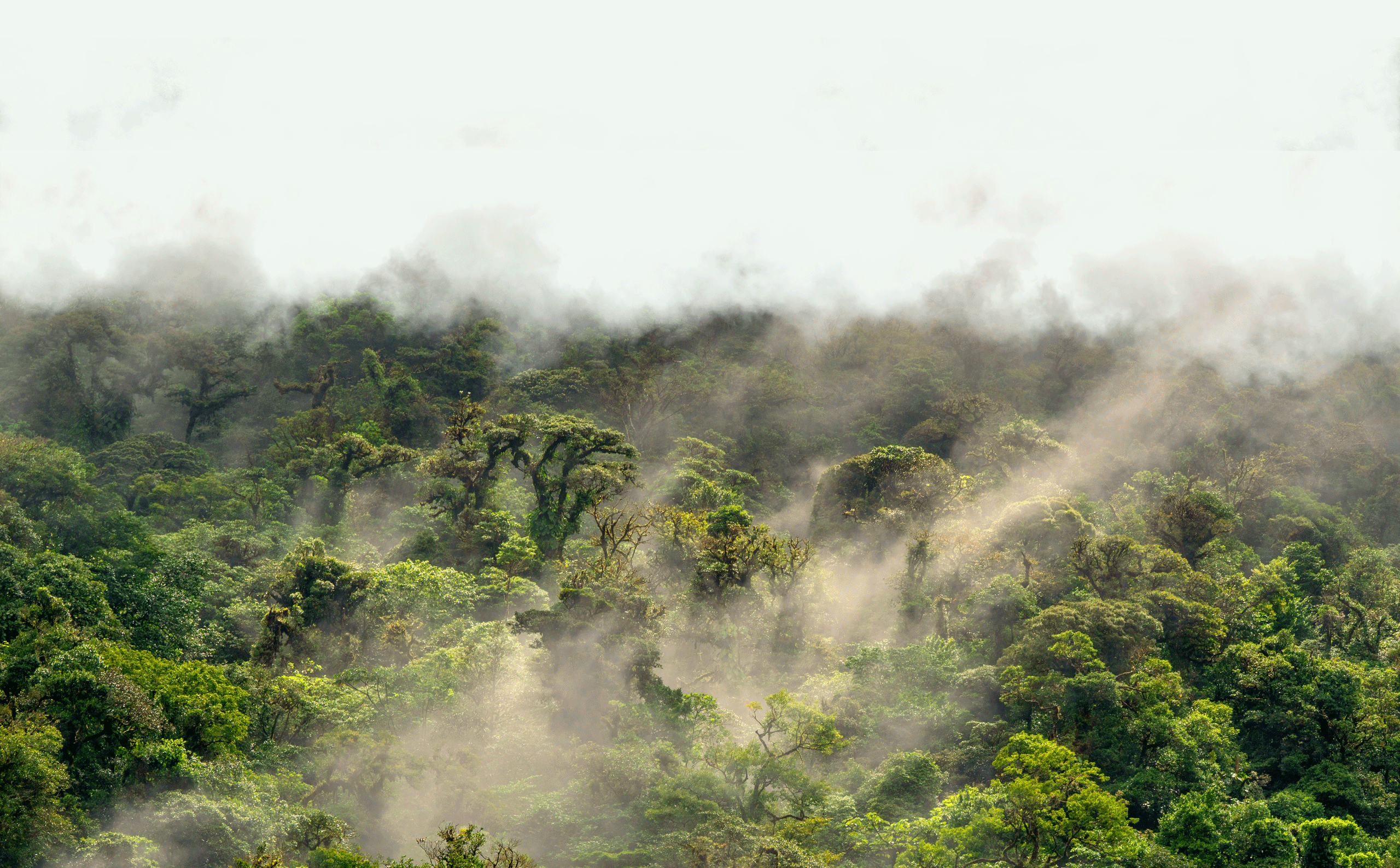 Inicio - Morpho Evasions Costa Rica Morpho Costa Rica - Viajes a Costa Rica